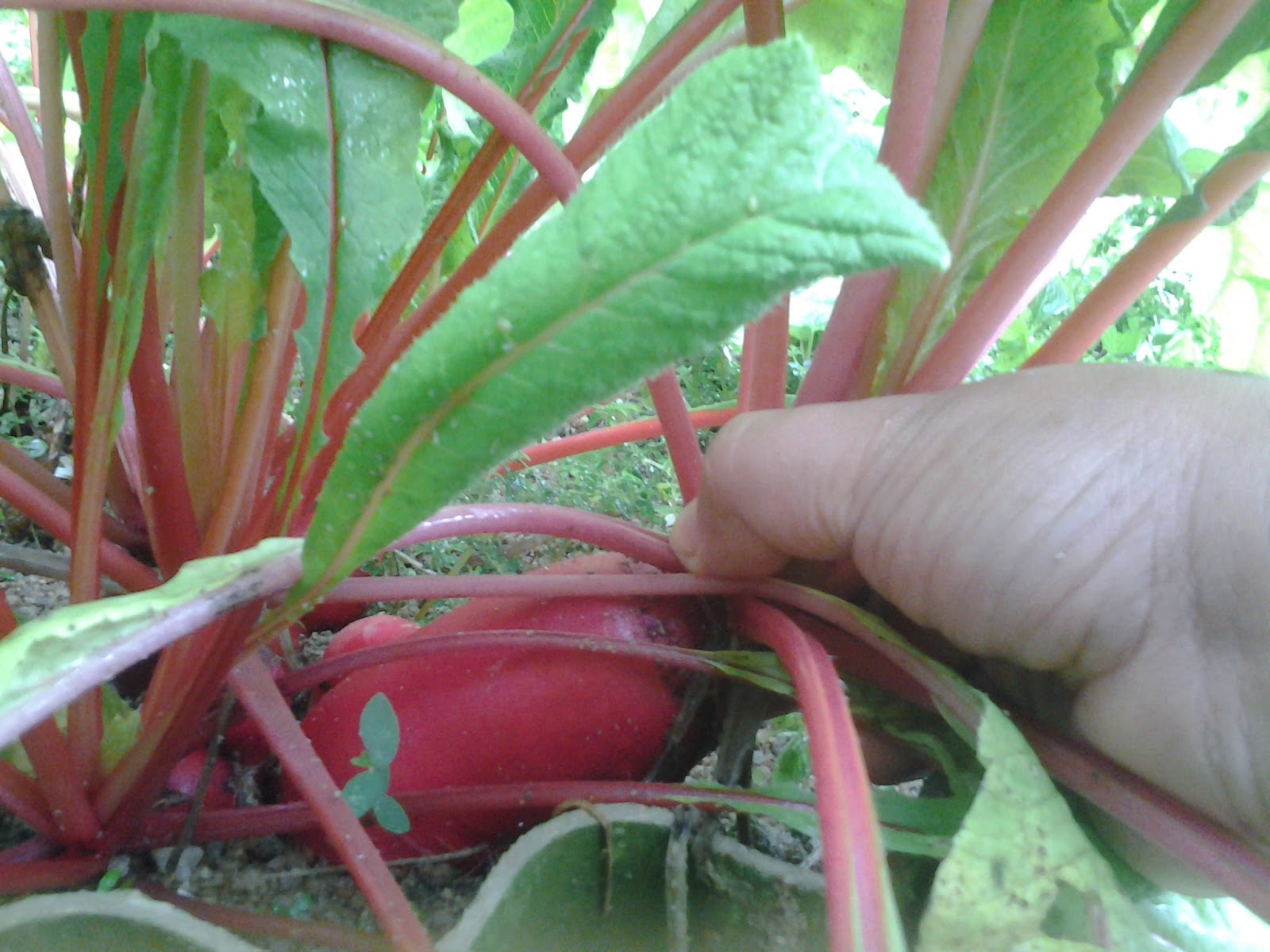 Chinese Radish 'Dragon' F1 Hybrid | My Mix Garden