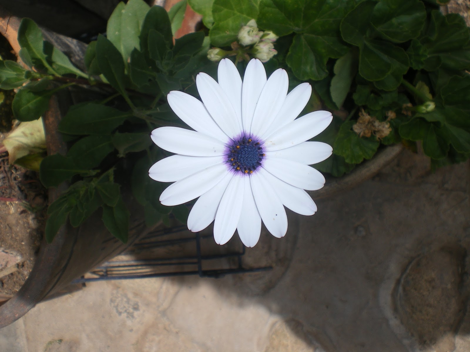 Arte Manual: Proceso de formación de la Margarita Africana, una flor ...