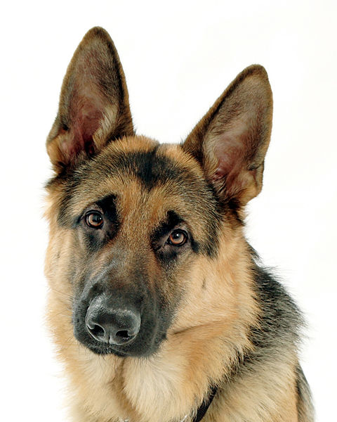 Beauty Mark: ΓΕΡΜΑΝΙΚΟ ΠΟΙΜΕΝΙΚΟ – ΚΟΙΝΩΣ ΛΥΚΟΣΚΥΛΟ- (GERMAN SHEPHERD DOG)