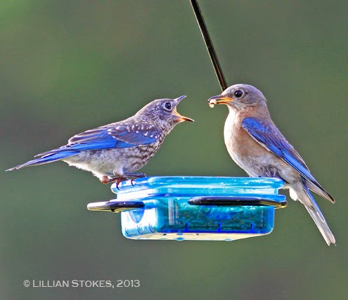 STOKES BIRDING BLOG: Fledgling Birds, What You Should Know
