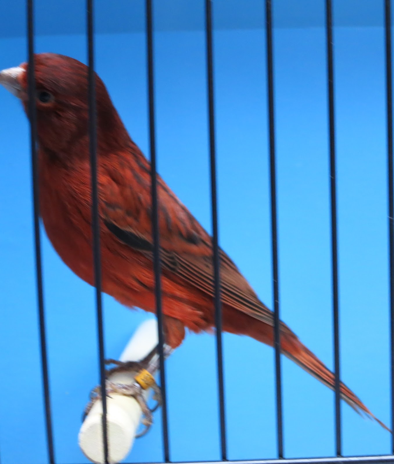 Canary Tales: Colorbred Winners Columbia Canary Club