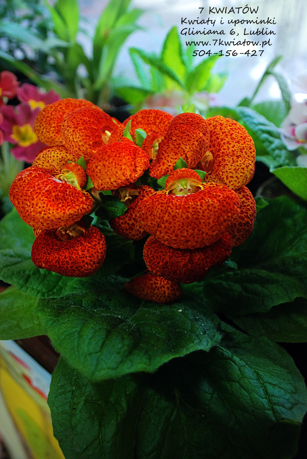 7 kwiatów: Kalceolaria (pantofelnik) - pielęgnacja