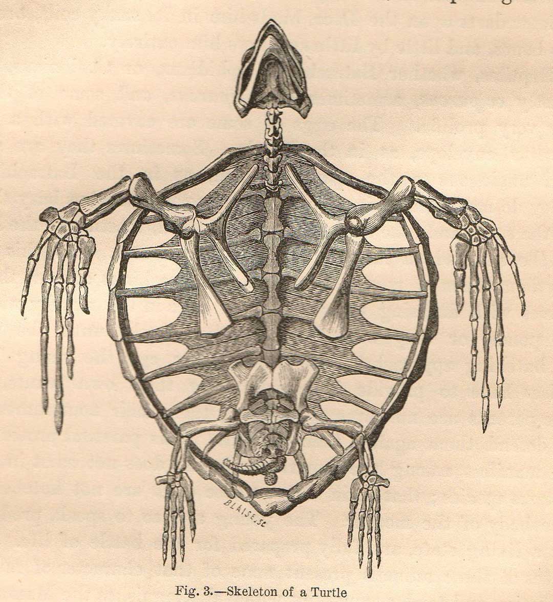 Leaping Frog Designs: Skeleton Of A Turtle Vintage Image From Reptiles ...