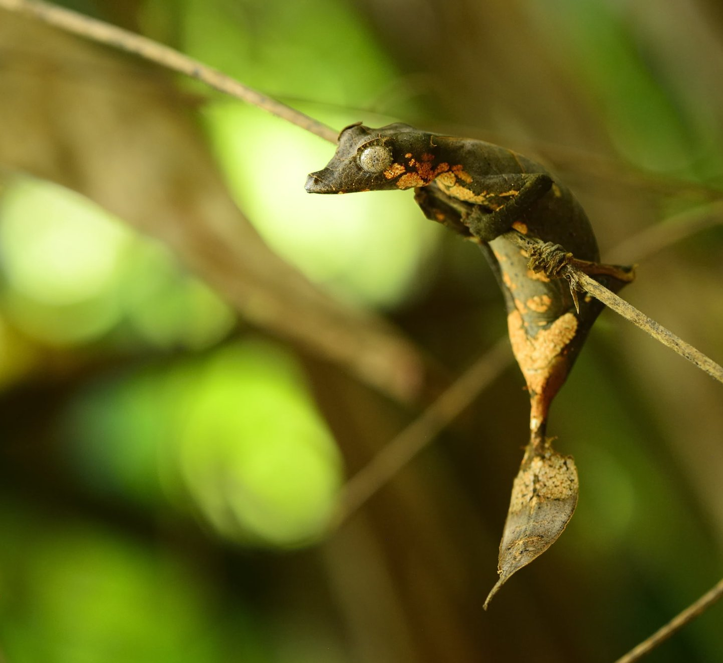 Species New to Science: [Herpetology • 2019] Uroplatus finaritra ...