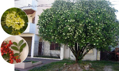 Meliponário Jardim: Murta - Murraya paniculata