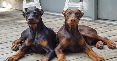 Learn Something Worth Each Day! : Docking (Dog)