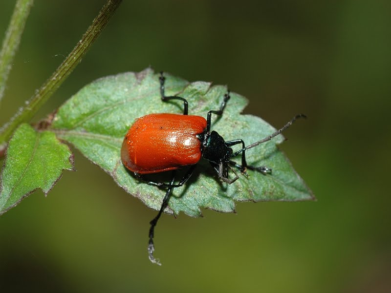 woodman的秘密花園－動物區: 紅巨翅螢金花蟲