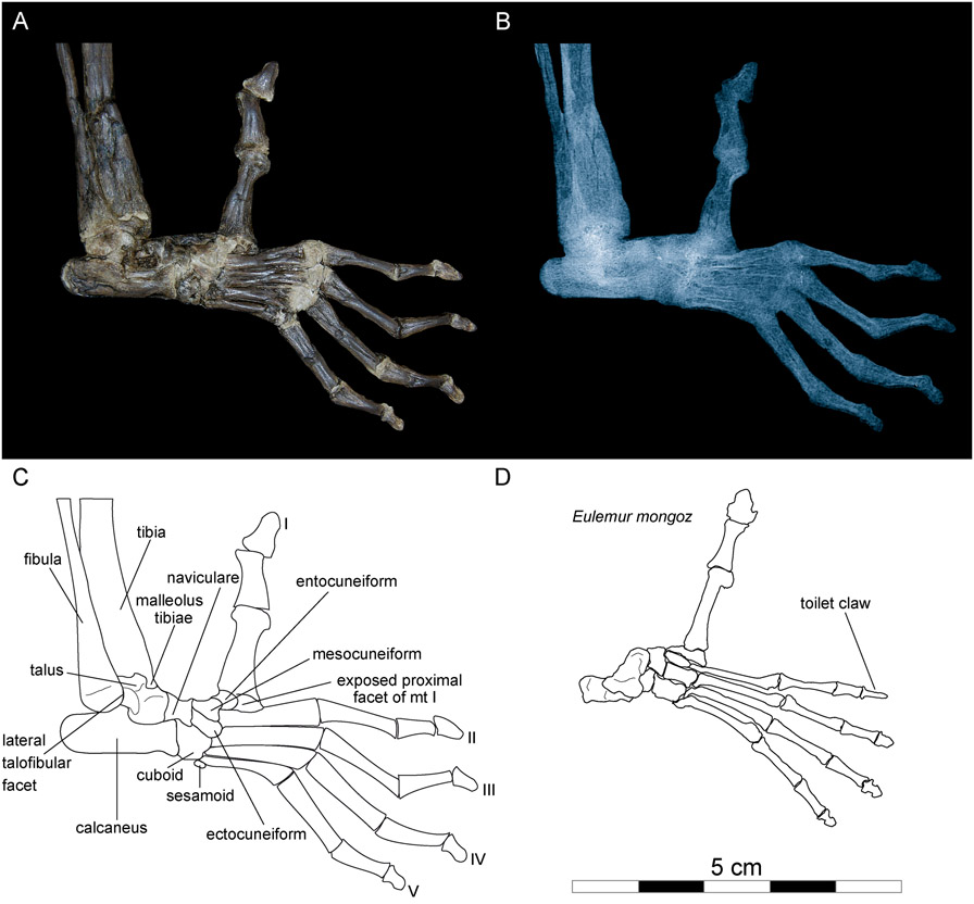 Evolutionary Vertebrate Zoology: March 2012