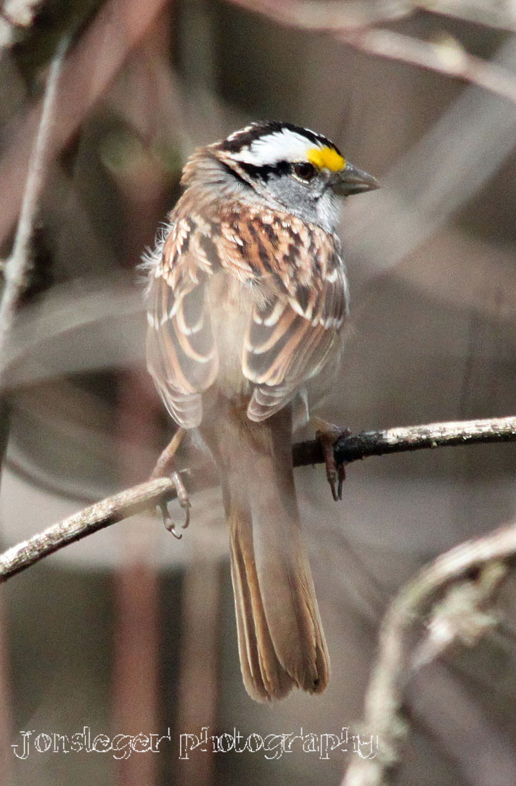 Northern Illinois Birder: White-throated Sparrows: Late April Spring ...