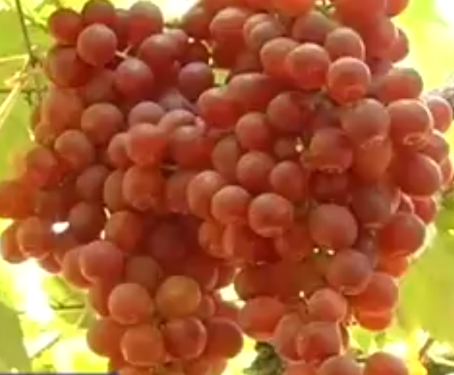 mams garden nursery: Anggur Flame (Red Seedless)