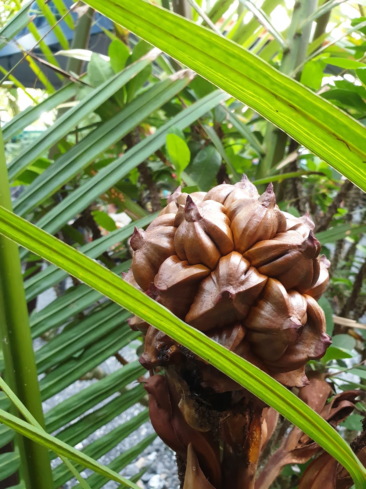 Ladang Nipah Kipli, Sanglang, Perlis