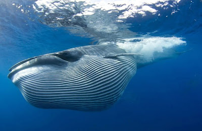 Suburban spaceman: Bryde's Whale in the tropical Pacific Ocean