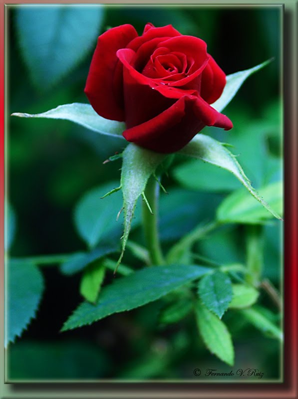 Plantas de La Rioja: Rosa de pitiminí.