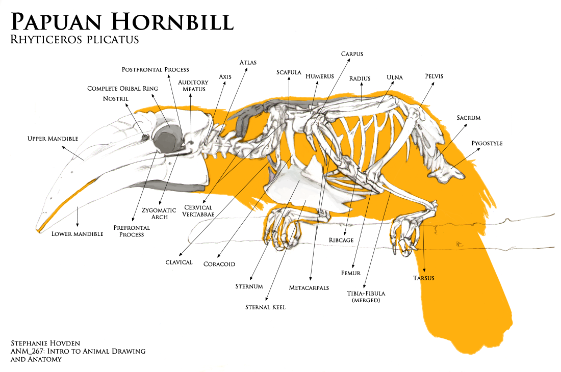 DOKTER HEWAN: Anatomi Burung Rangkong