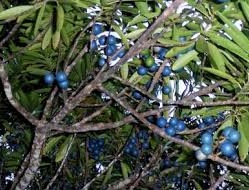 Sejarah Pohon Jenitri Gelang Kalung Kesehatan Jenitri Rudraksha