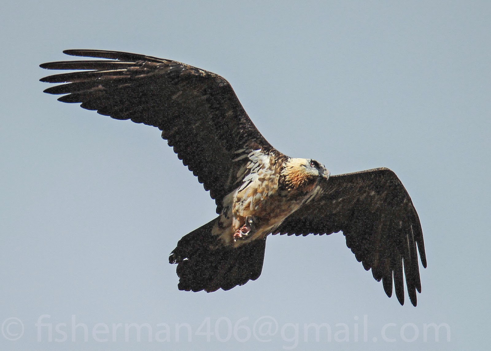 Birds in focus: Lammergeiers,(Gypaetus Barbatus) Bearded Vulture ...