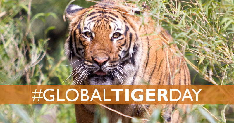 Reasons for Hope on Global Tiger Day