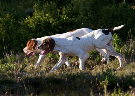 Spanish Double Nosed Pointer