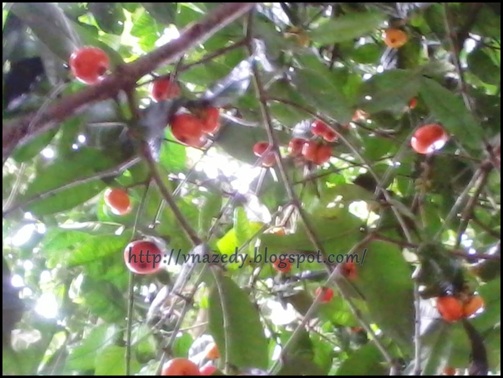 ♥ aku dan dirimu ♥: Buah Chupu