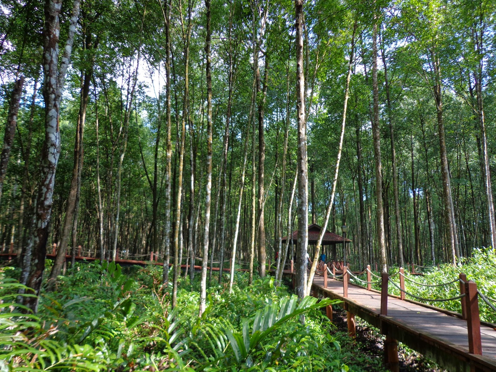 Matang Mangrove Forest, Kuala Sepetang, Perak | Solehah Shamsuddin