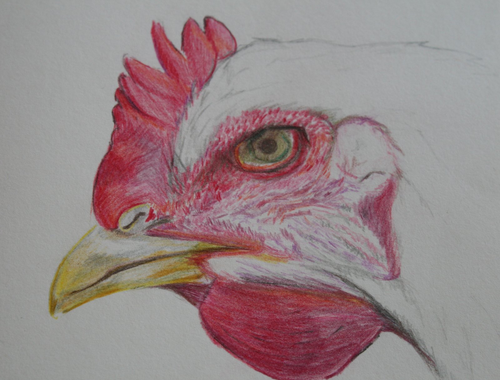 ONDERWEG: Project kippen - deel 1