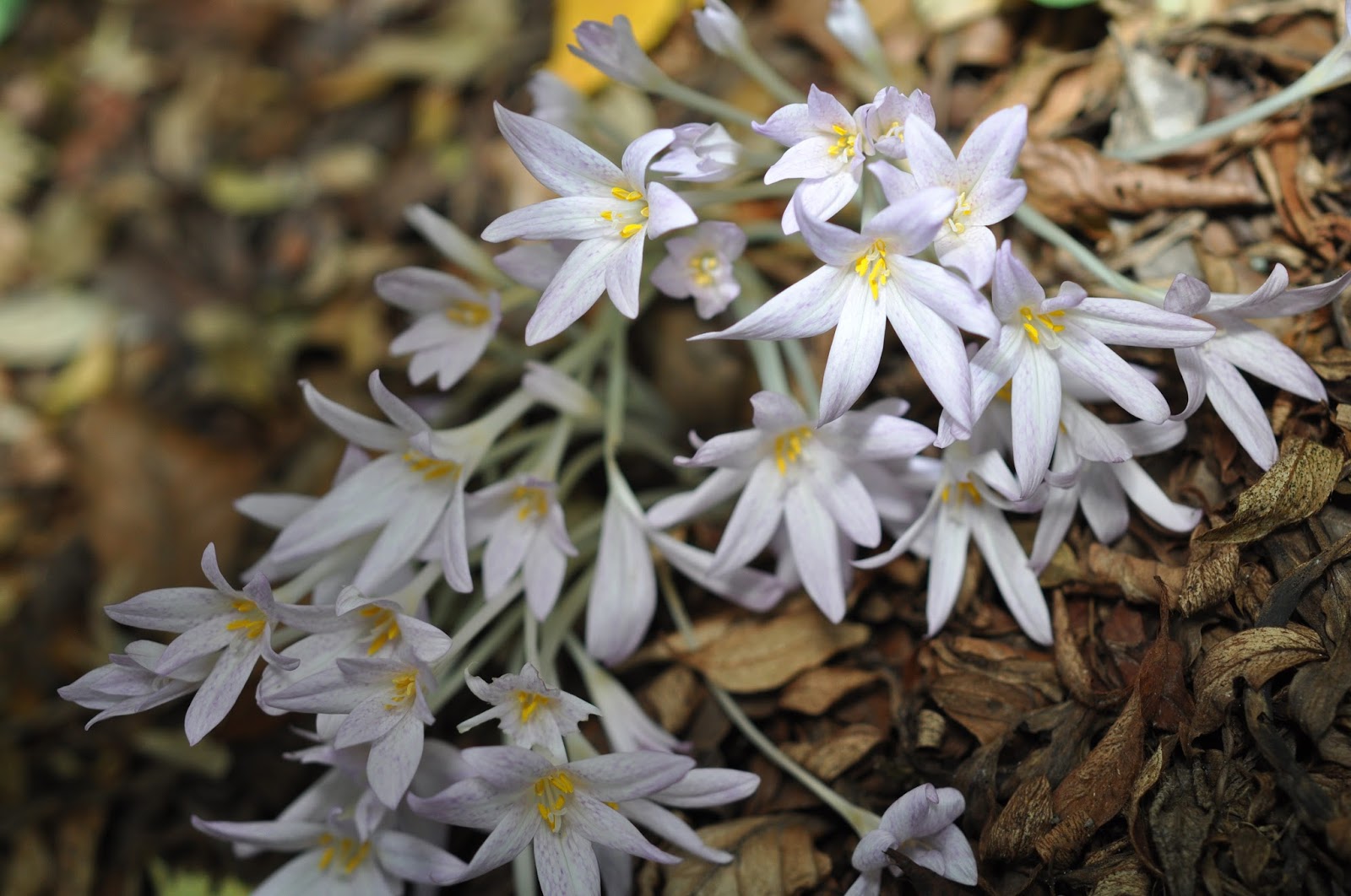 Alpine Garden Society Victorian Group: Autumn Glories.