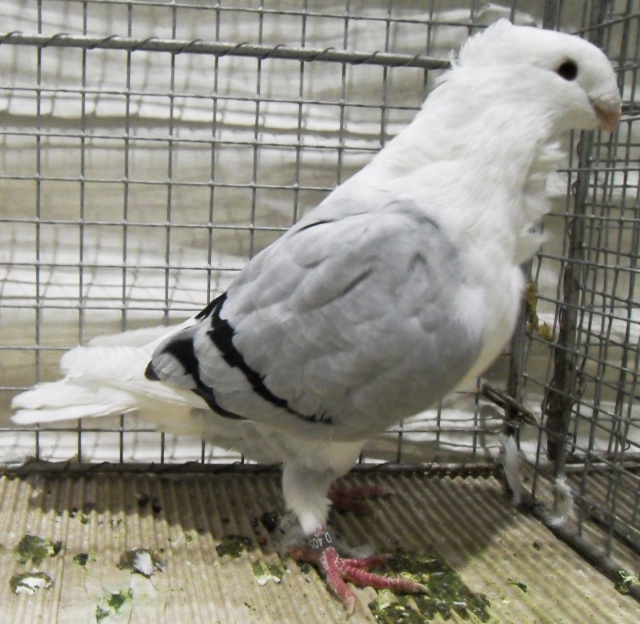 Old Dutch Turbit ( Oudhollandse Meeuw ) - Pigeons fall