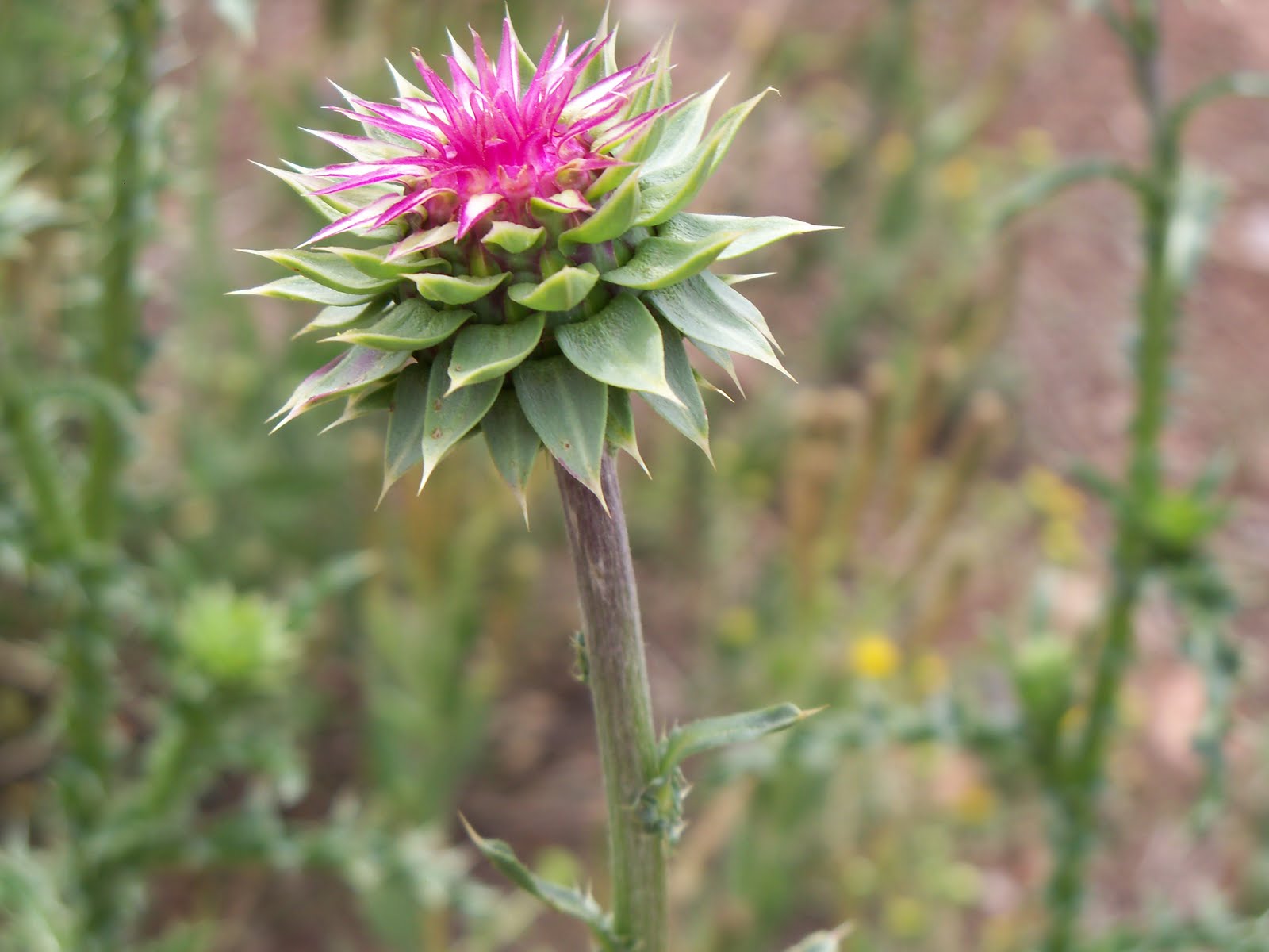 Tumbleweed Crossing: Wild Flowers in the Mountains