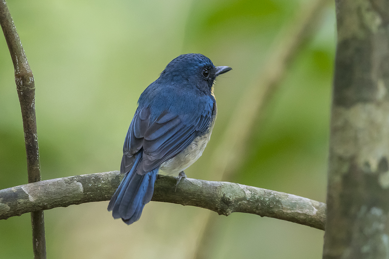 As The Crow Flies - a Hong Kong Birding Blog: Philippines - Palawan ...