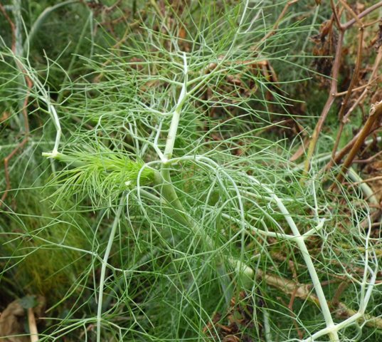 KHASIAT HERBAL, TANAMAN ADAS | OBAT HERBAL MUJARAB