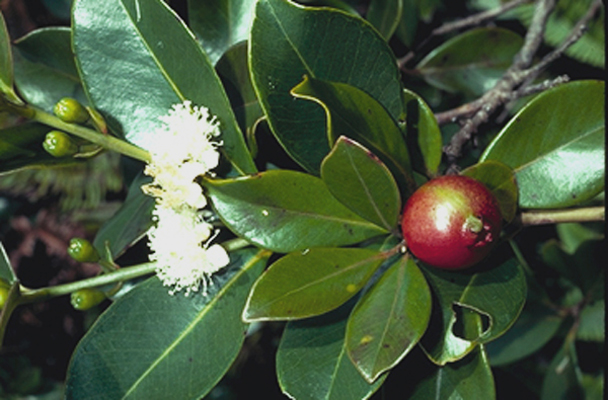Berries of Miami: Red Indian Guava 1gal. - Berries of Miami