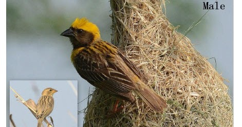 World Tourist Destinations: Sugran bird information in marathi