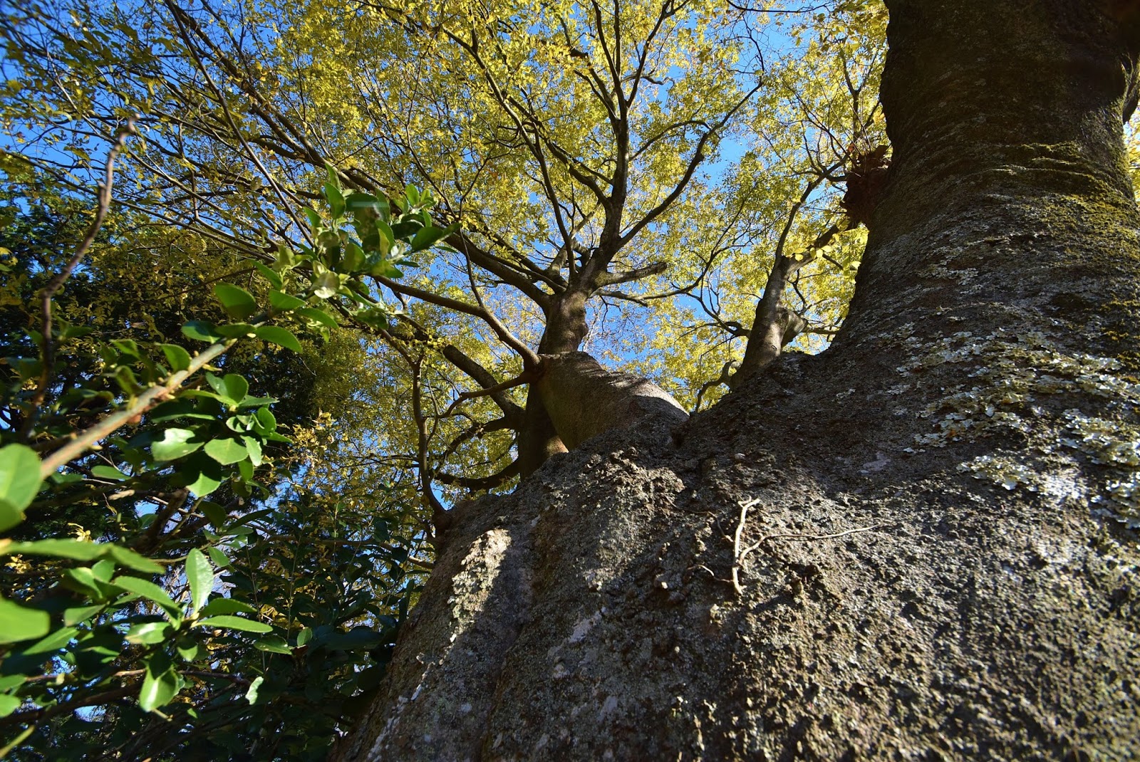 Garden trees in Japan: Japanese hackberry (Enoki)