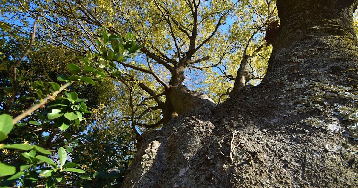 Garden trees in Japan: Japanese hackberry (Enoki)
