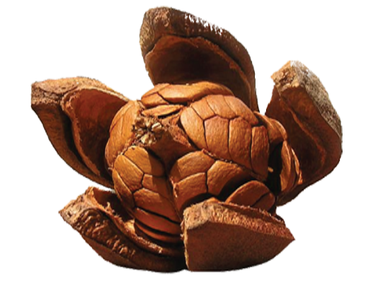 Sky Fruit | Kingfruit | Miracle Fruit | Sugar Badam | Diabetes Almonds ...