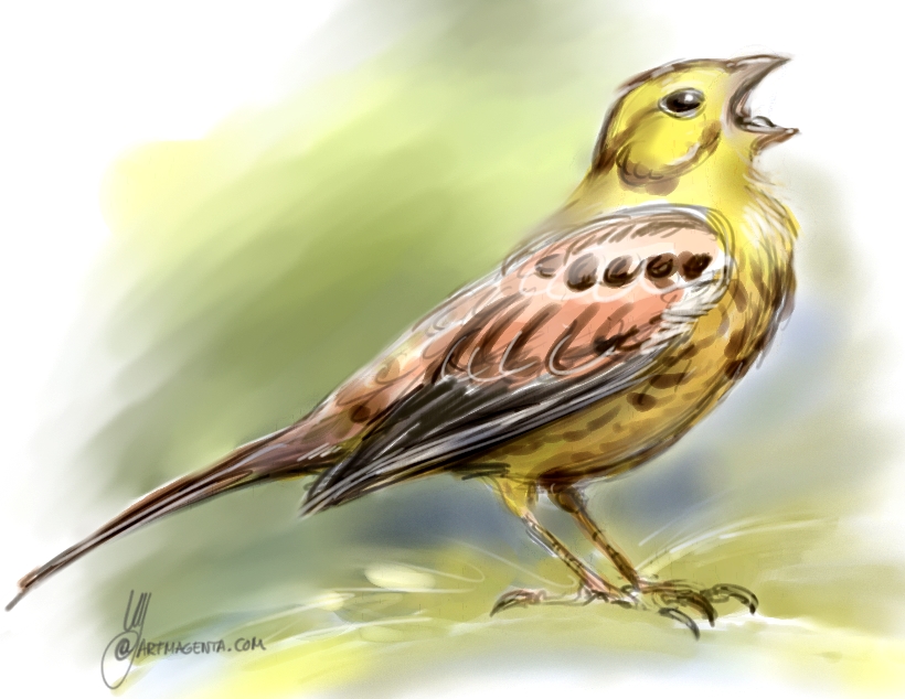 Birds: Yellowhammer