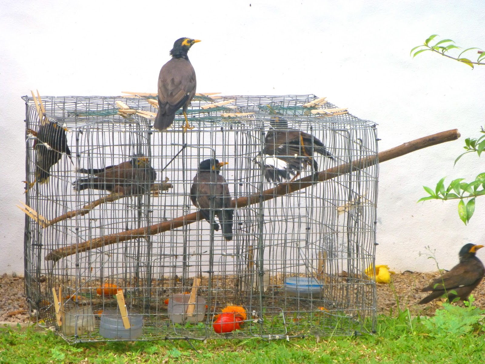 The Green Islands Foundation - Seychelles: Green Islands Foundation ...