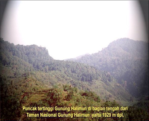 Mengenal Taman Nasional Gunung Halimun - PLH Indonesia
