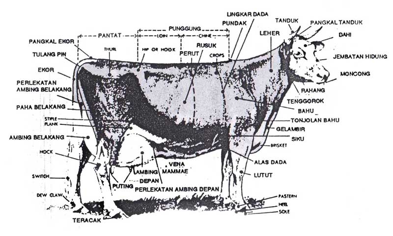 Penilaian (Judging) Dalam Seleksi Sapi Perah
