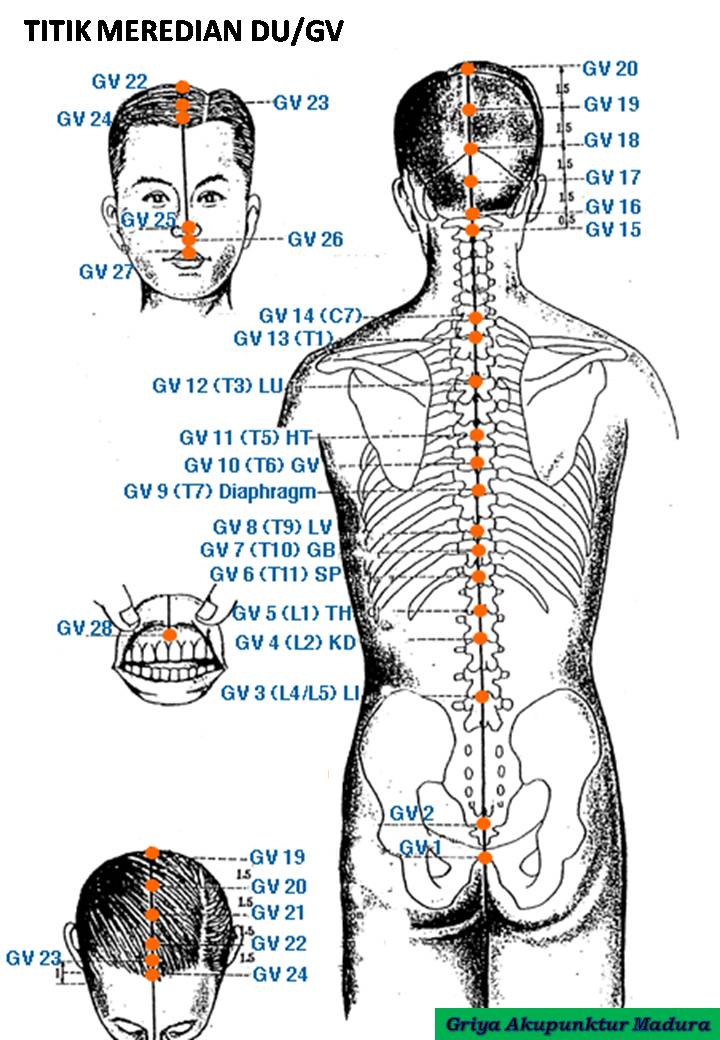 GRIYA AKUPUNKTUR MADURA: TITIK MERIDIAN DU / GV