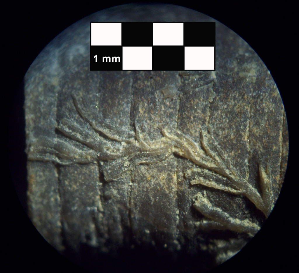 Louisville Fossils and Beyond: 04/01/2012 - 05/01/2012