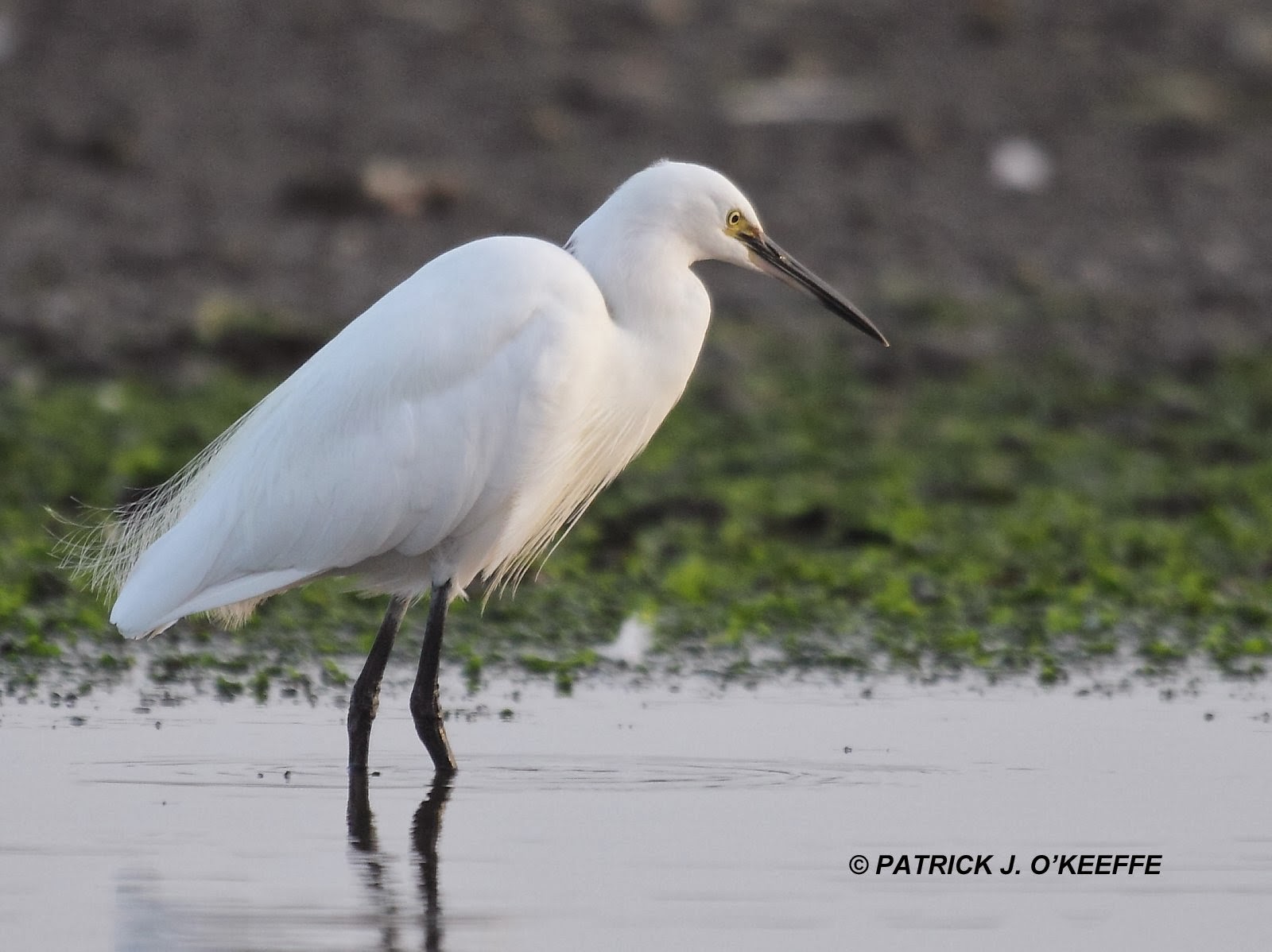 Raw Birds: LITTLE EGRET (Egretta garzetta) Broadmeadow Estuary, Kilcrea ...