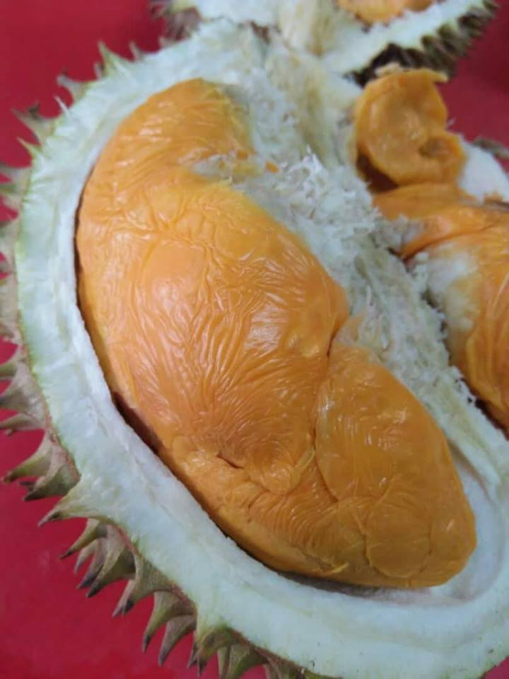 RARE - Durian Bunga Merah
