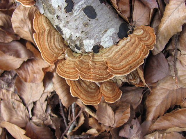 Guía de Setas y Hongos de Navarra.: Stereum insignitum Quél.