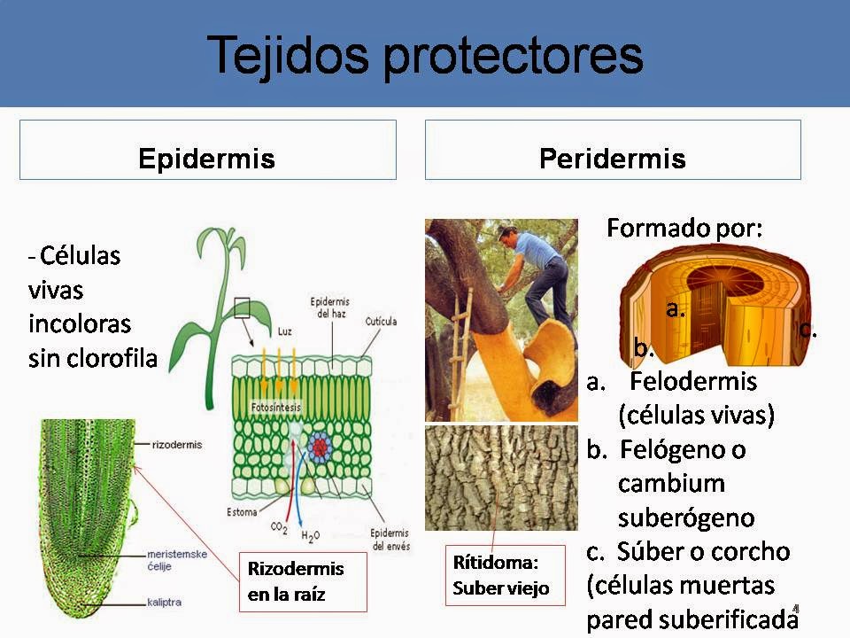 Tejidos de las plantas: Los tejidos vegetales Tejidos de las plantas: Los tejidos vegetales