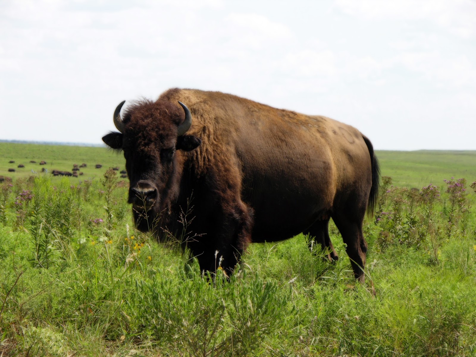 bison