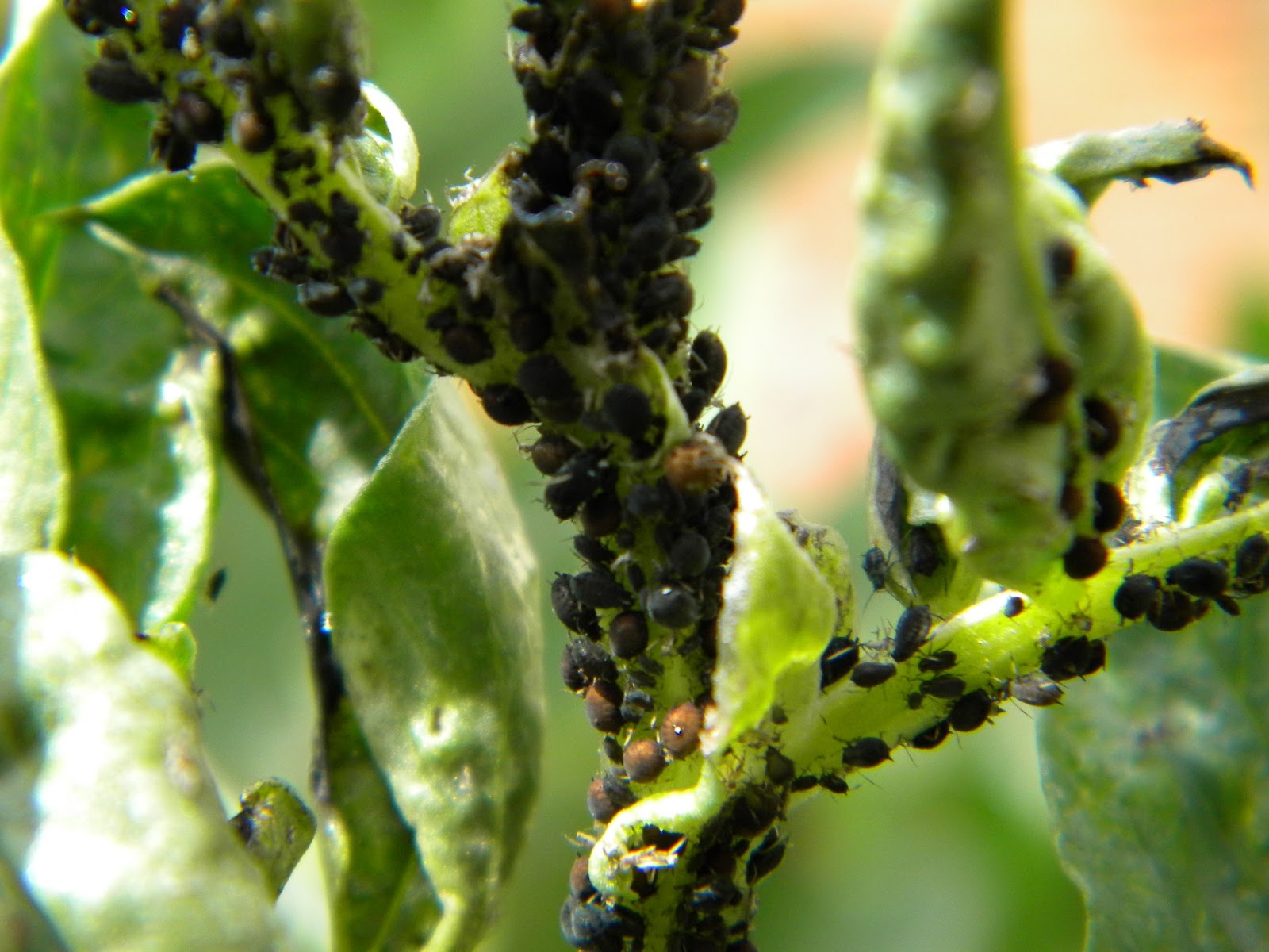Huerto de Tatay: Pulgón en las habas.huerto