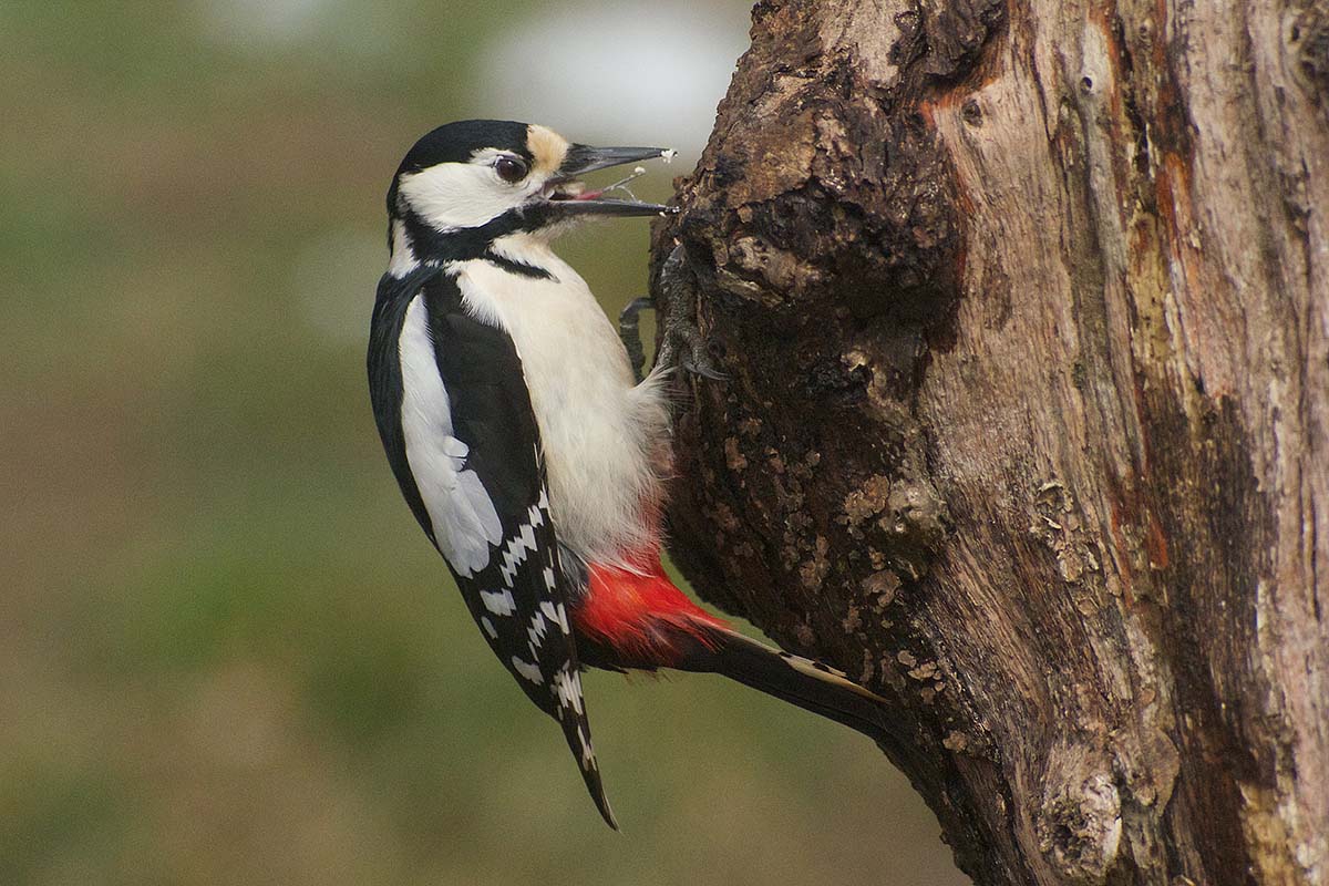 Riserva Naturale Regionale e Oasi WWF dei Ghirardi: Capanno fotografico ...