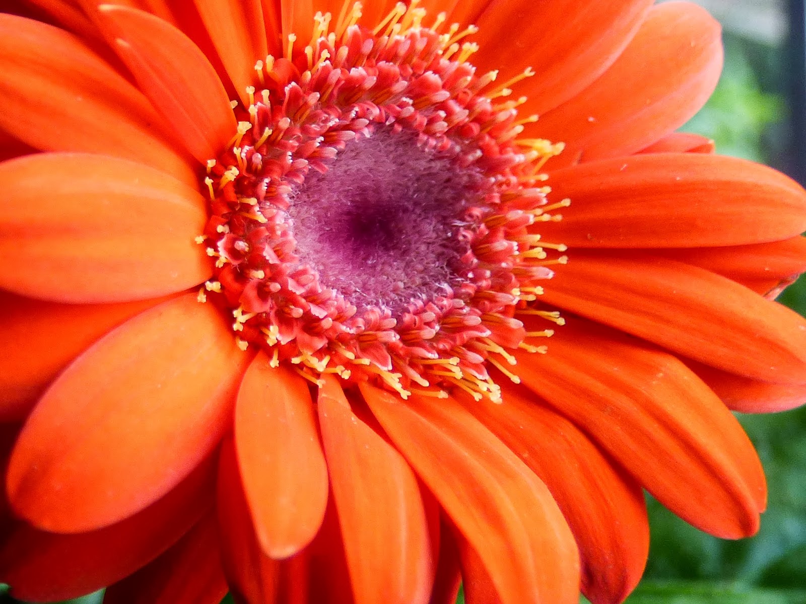 Our Plot at Green Lane Allotments: Indoor Gardening - The Gerbera
