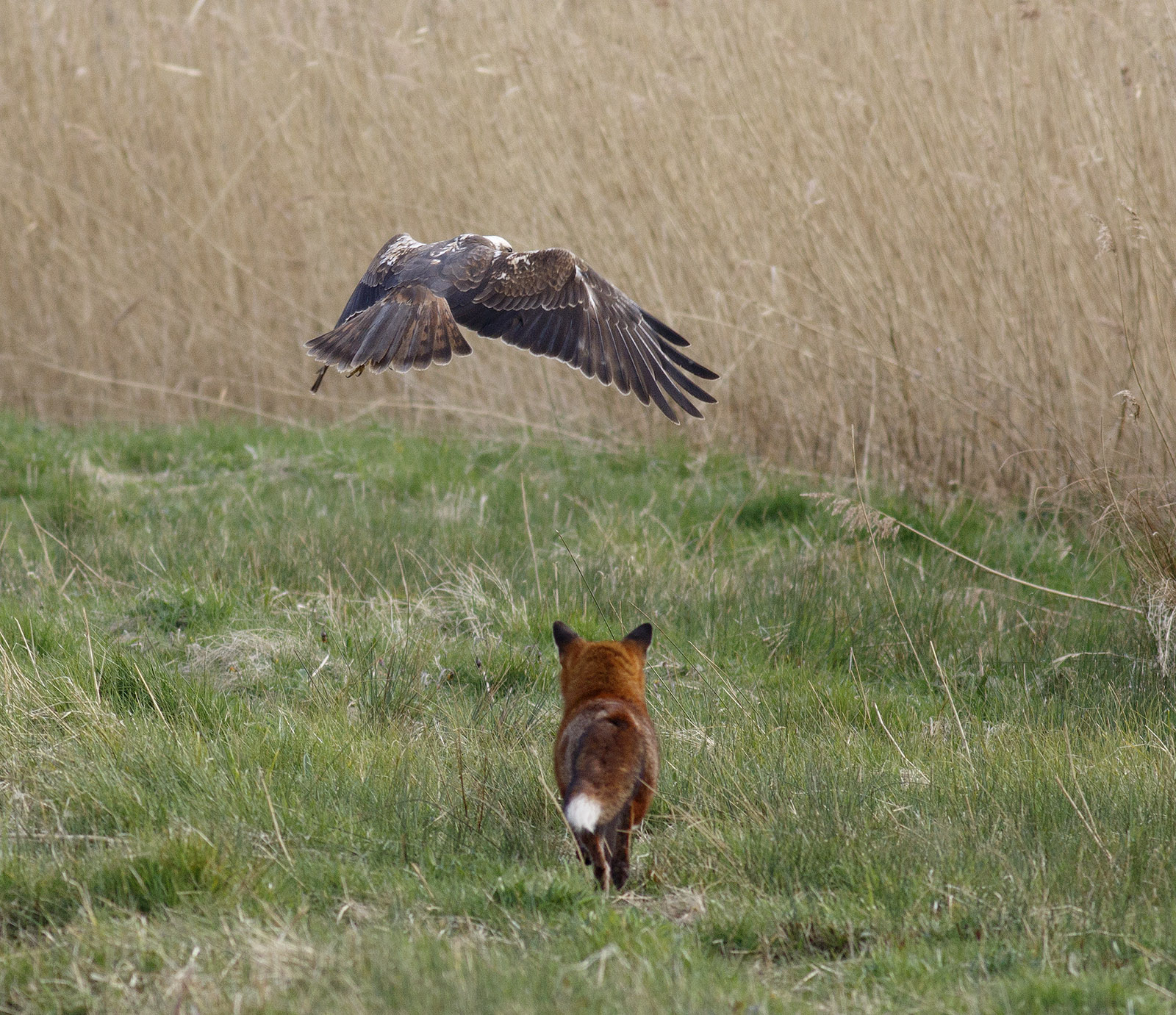 pewit: the harrier and the fox